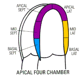 Wall Motion Score Index calculator
